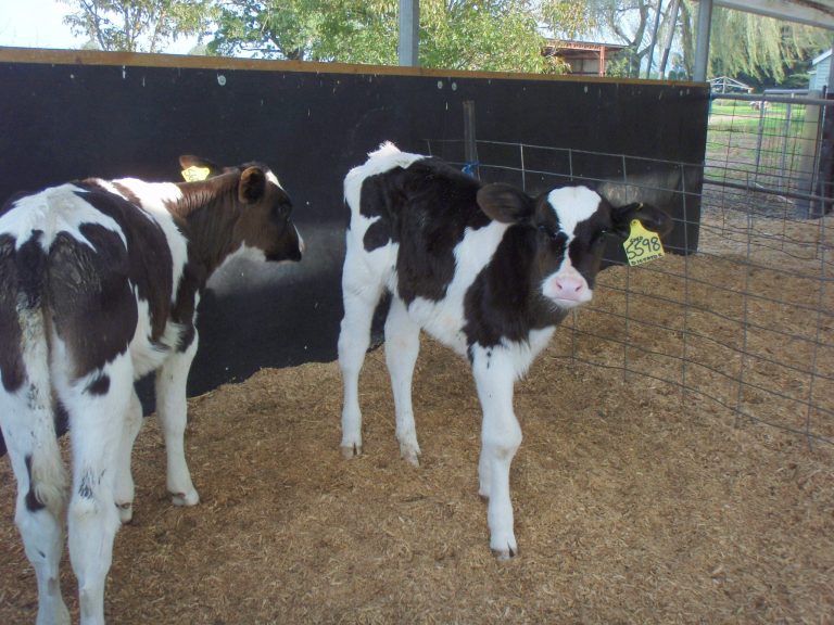 Tuffboard 9mm - Plasback